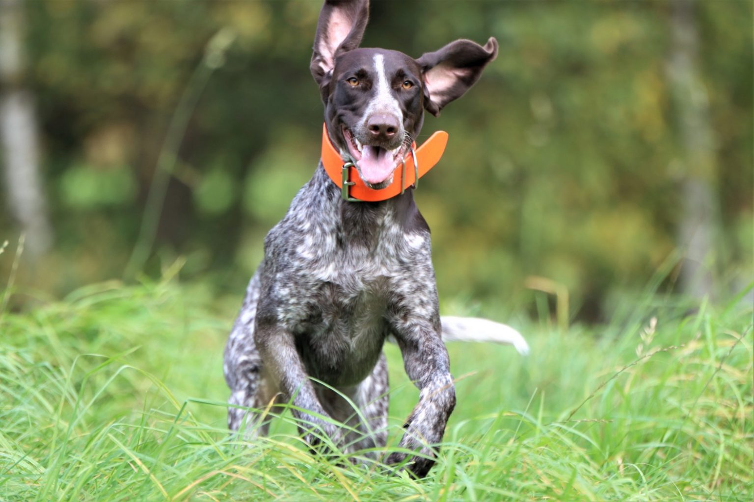 Jagdhunde – Jägerschaft Stade e.V.